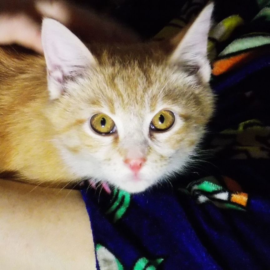 Рыжий котенок-мальчик 2,5 месяца
