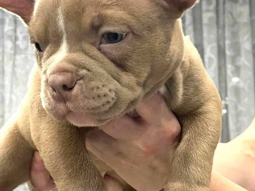 Американский булли Мастер Йода)