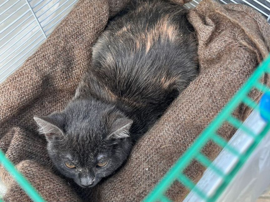 Кошечка 3мес