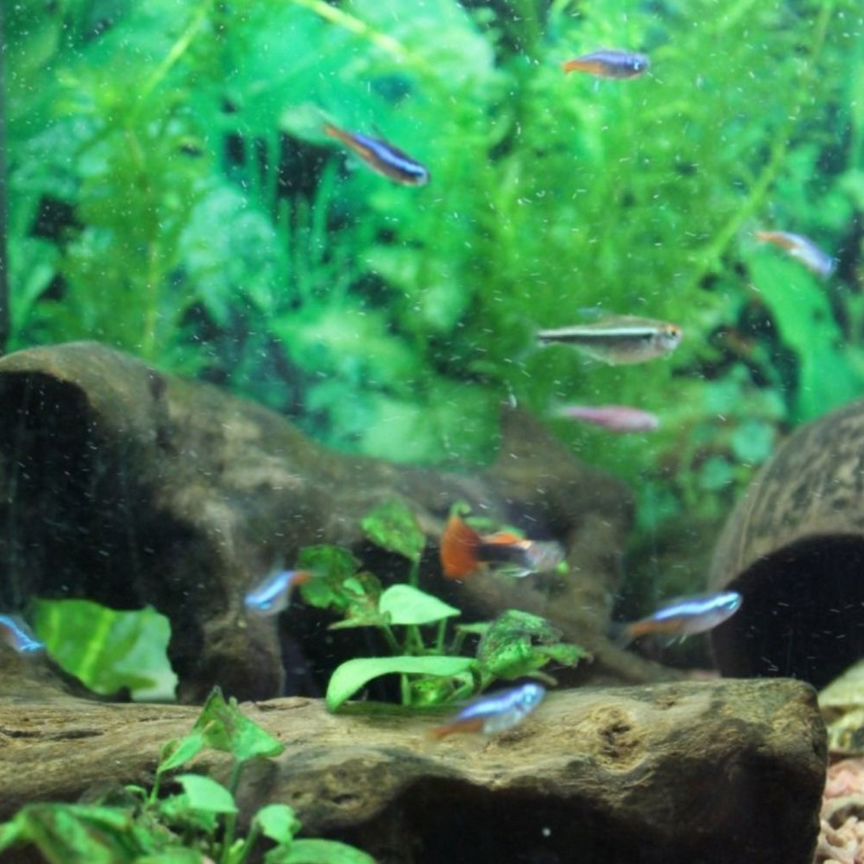 Гуппи обыкновенная