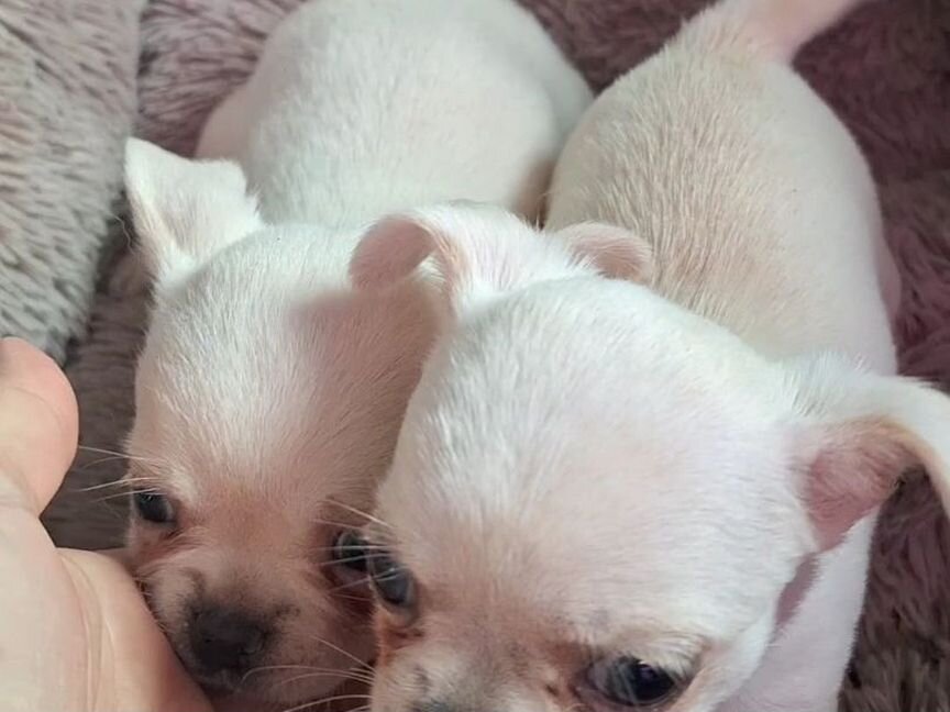 Чихуахуа девочки блондинки