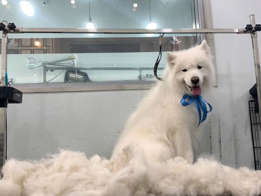 Вязка Самоедская собака