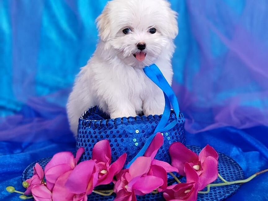 Милый красавчик мальтезе