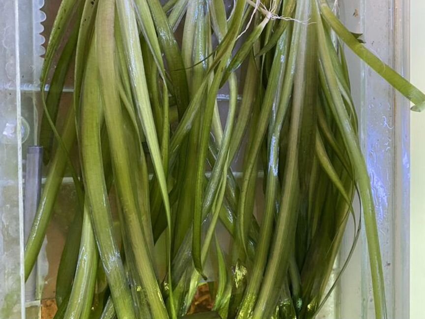 Валиснерия гиганская