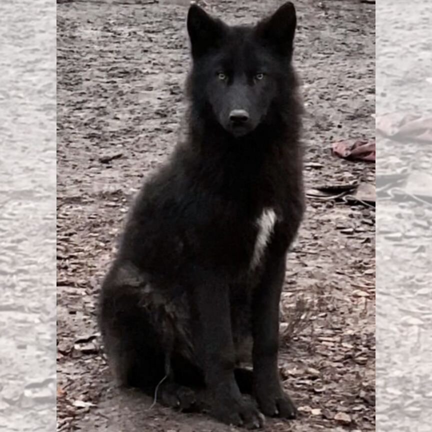 Волкособ, щенок