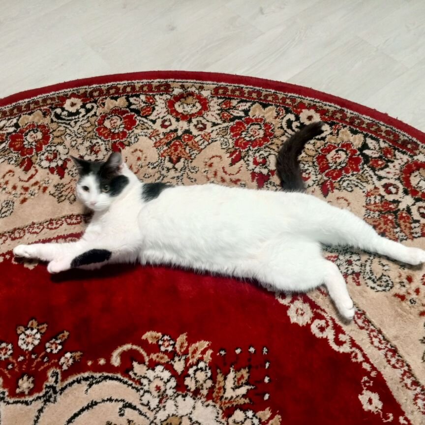 Котик в добрые руки