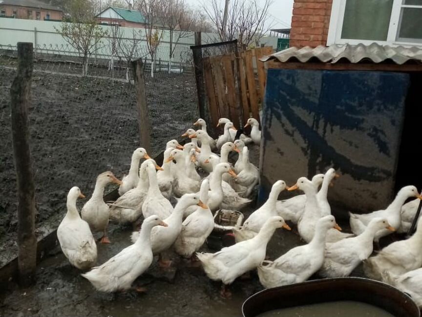 Утки живьём