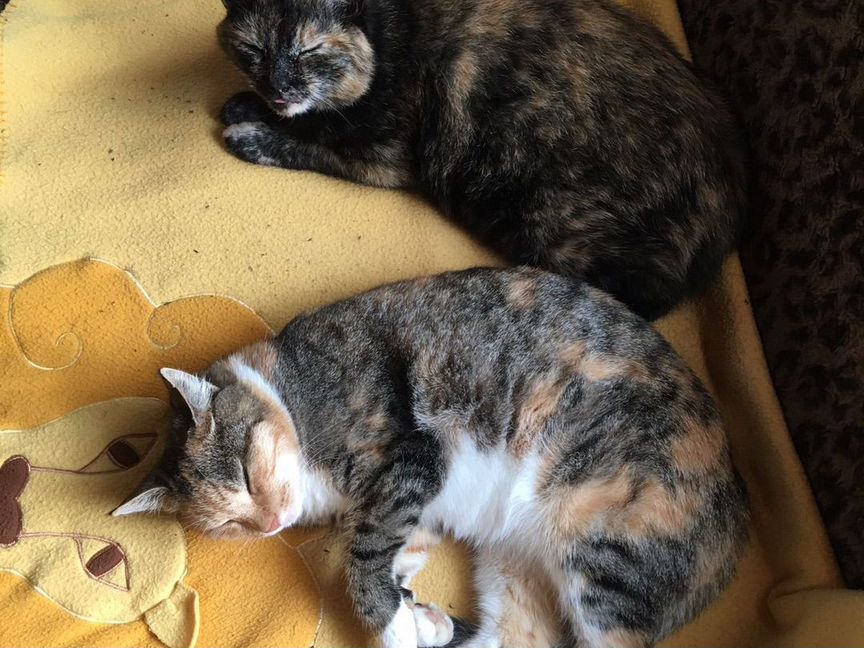 Кошка в добрые оуки трехцветная черепашки