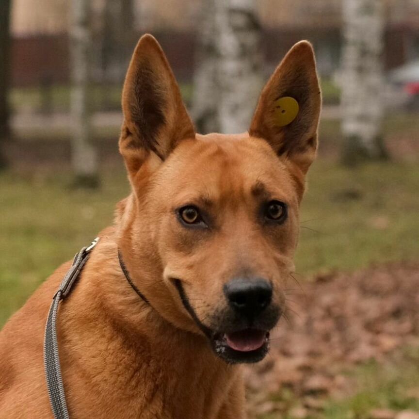 Яркая крепкая Санни из приюта