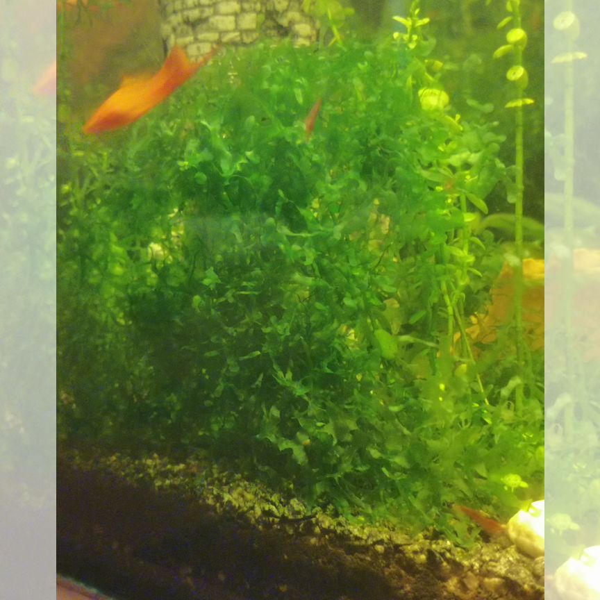 Растения в аквариум