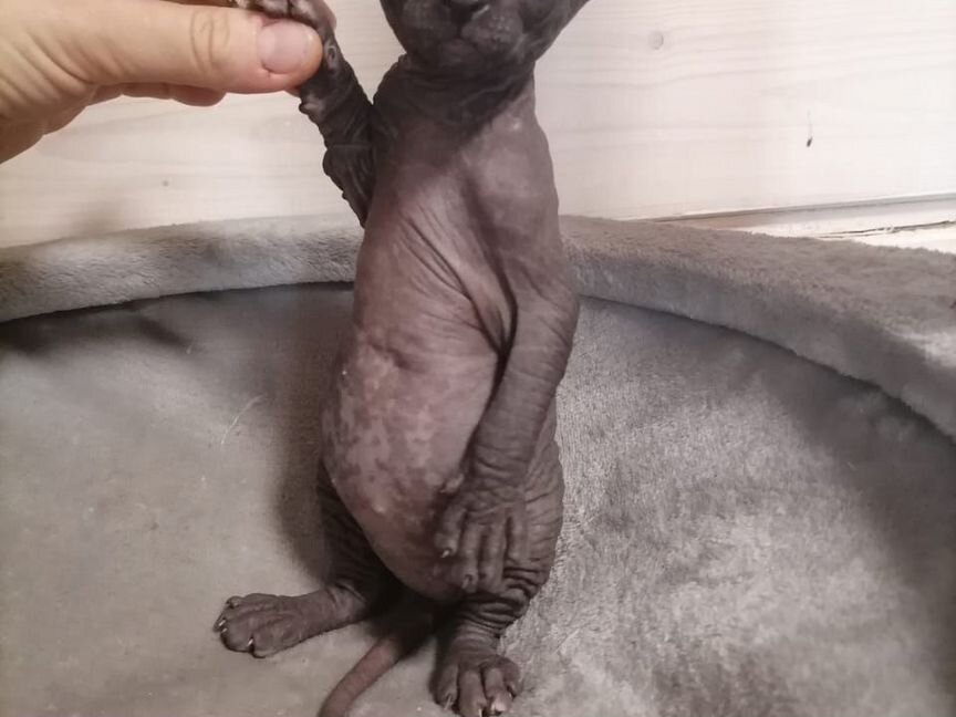 Котик канадского сфинкса