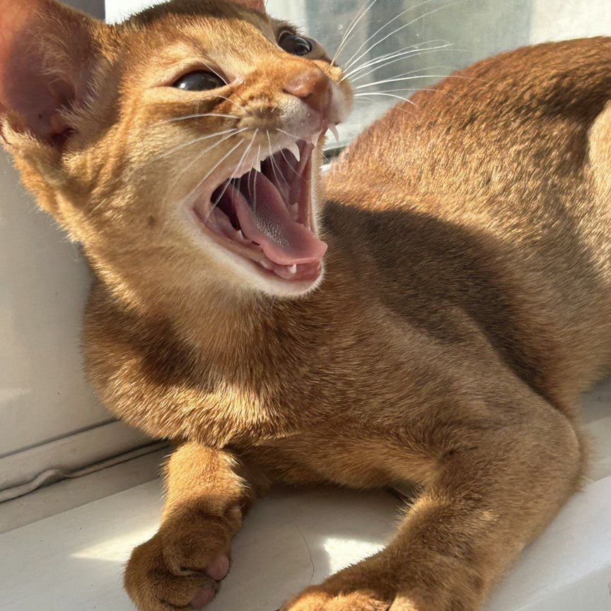 Абиссинская малышка