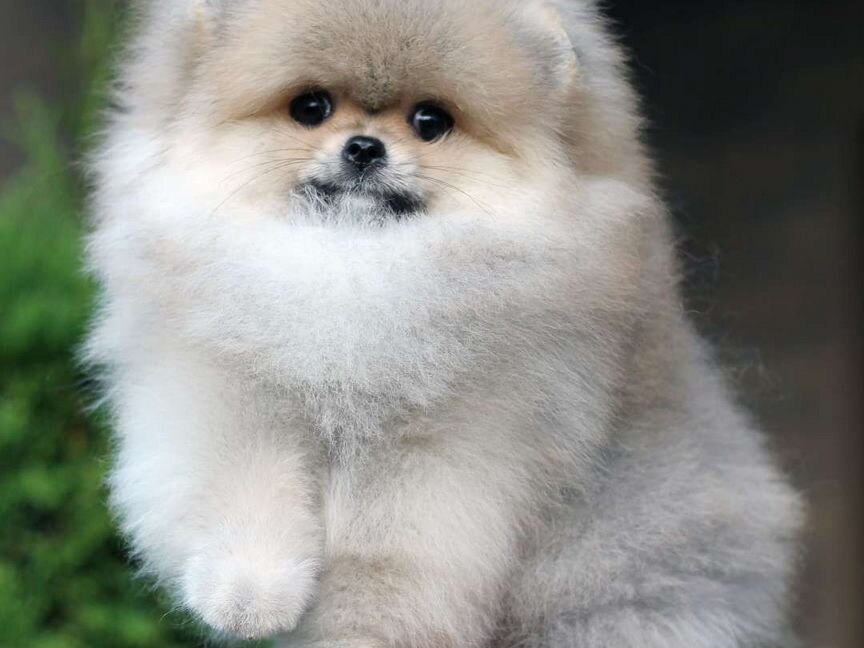 Померанский шпиц щенки