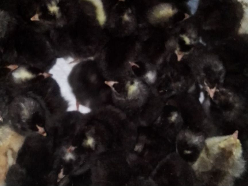 Гриз бар Цыплята