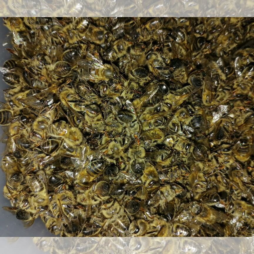 Пчелиный подмор