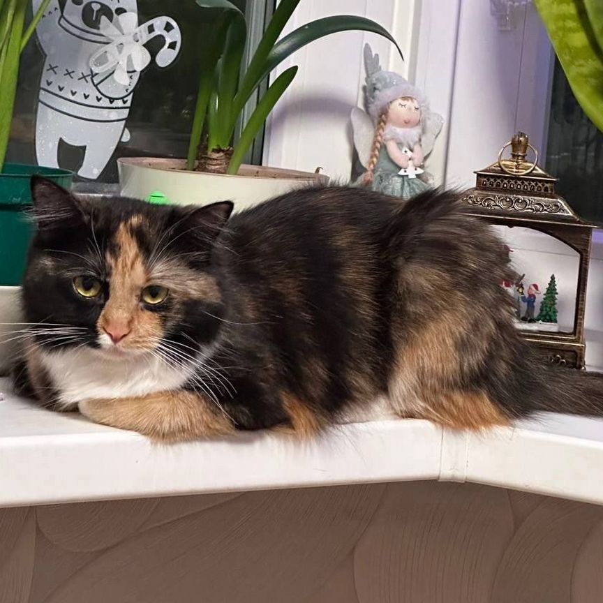 Ищем добрые руки для трехцветной красавицы Майи