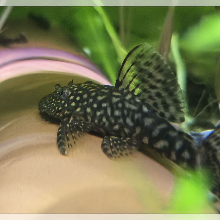 Анциструс обыкновенный подростки