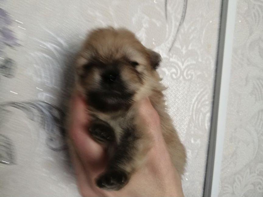 Маленькая собака шпиц