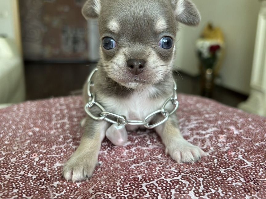 Щенки чихуахуа