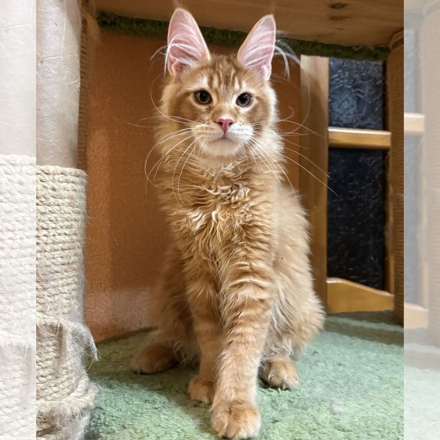 Мейн-кун котёнок