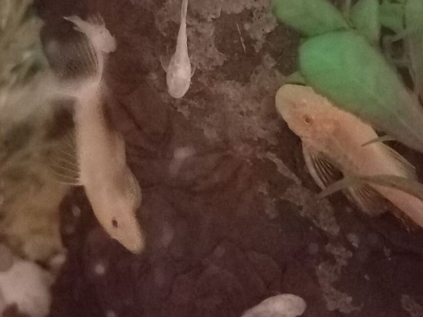 Аквариумные рыбки сомики