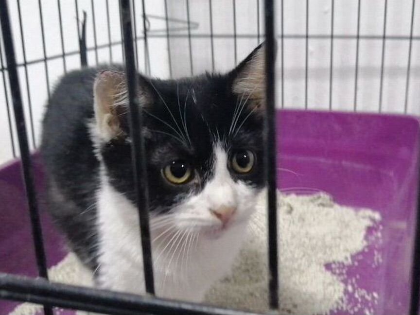 Котята очень ласковые спасенные