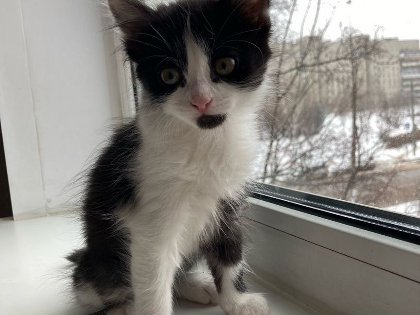 Котята мальчики в ответственные руки