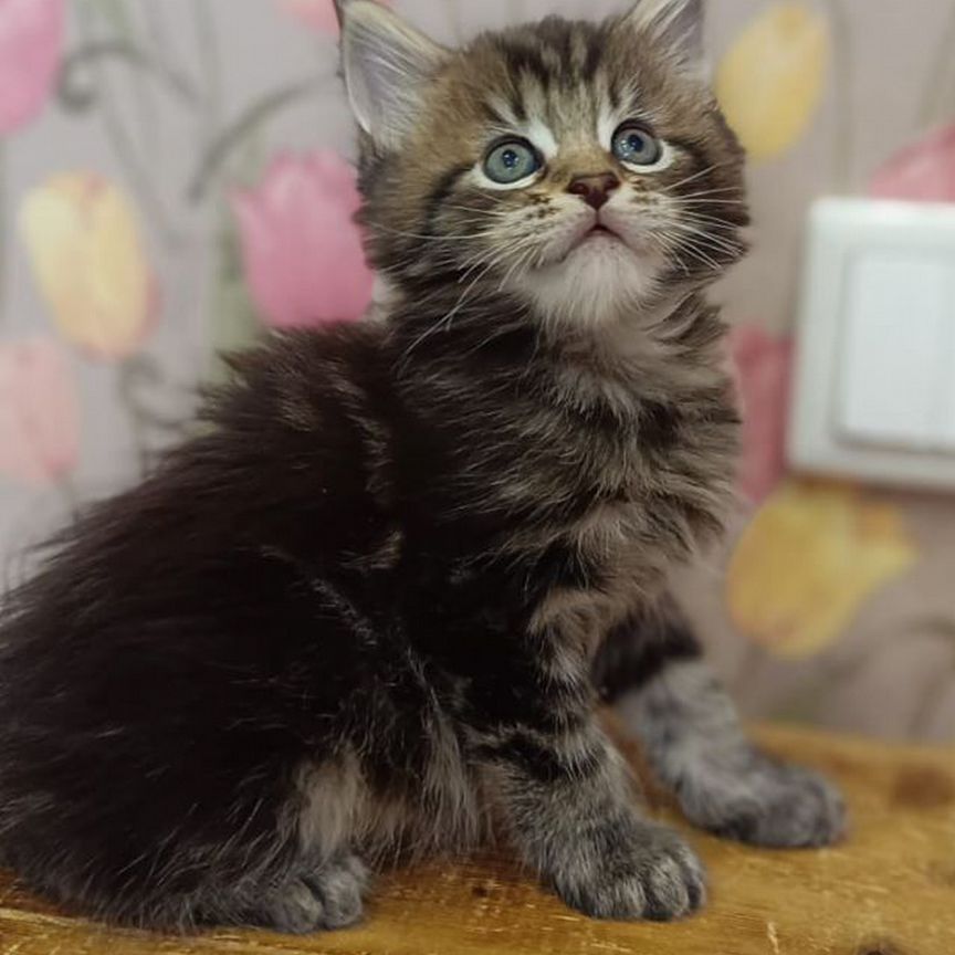 Котята мейн-кун