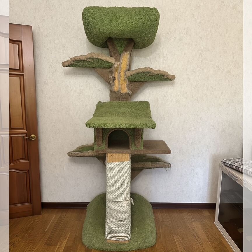 Когтеточка котодуб