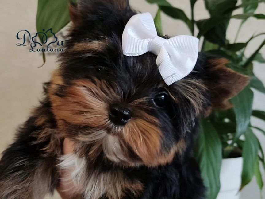 Йорк мини черный