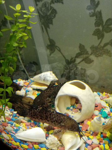 Рыбки в аквариум