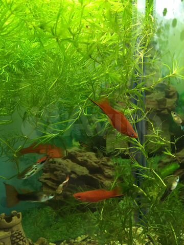 Аквариумные рыбки меченосец, креветка вишня