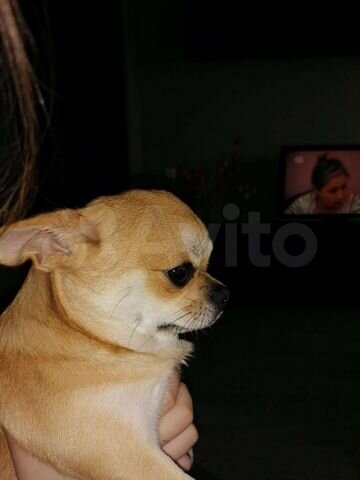 Вязка чихуахуа