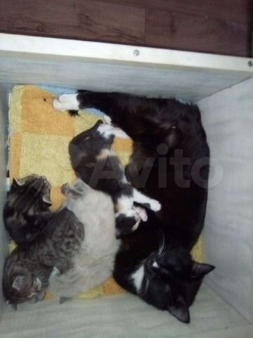 Раздаются котята