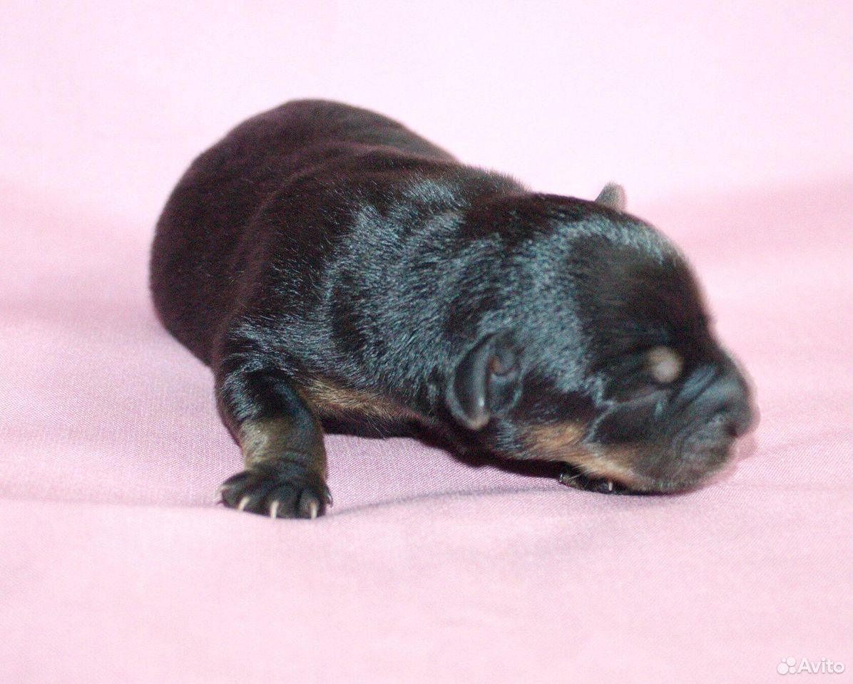 Ксолоитцкуинтли Мексиканская голая собака мини пух