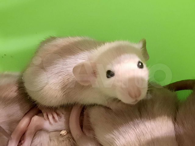 Крысята Дамбо. Зоотовары