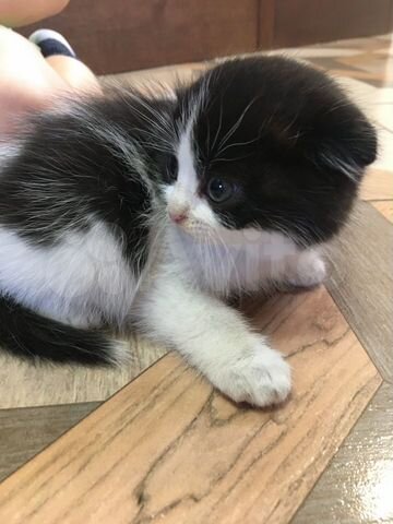 Вислоухий кот в добрые руки