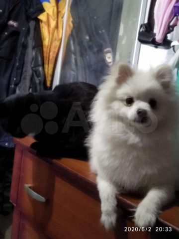 Ищем жениха