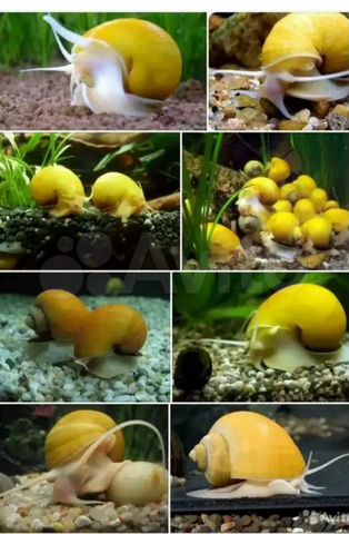 Улиточки,ампулярии