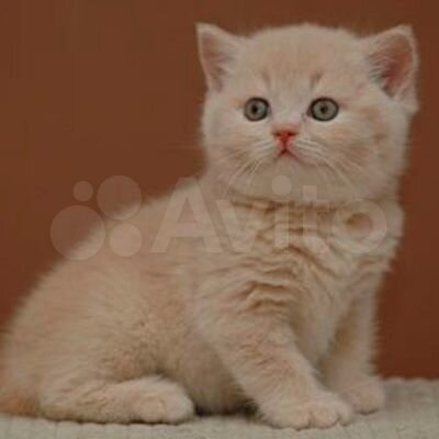 Котята мраморные крем- брюле