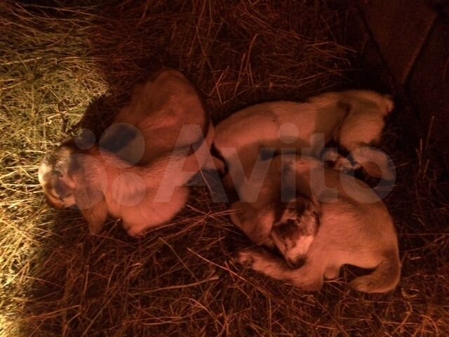 Нубийские козлята: две козочки и козлик