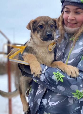 Рыжуля и Серуня ищут хозяев. В хорошие руки