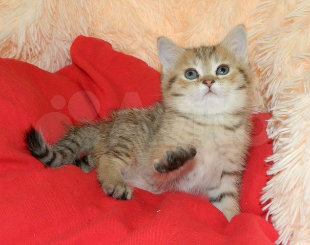 Шотландский котенок