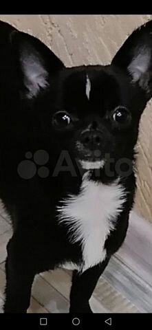 Щенок чихуахуа