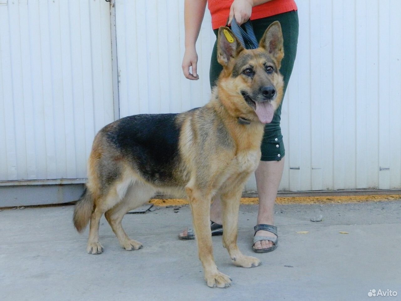 Помесная овчарка в добрые руки