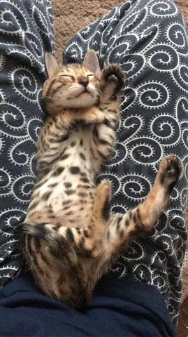 Бенгальская кошка