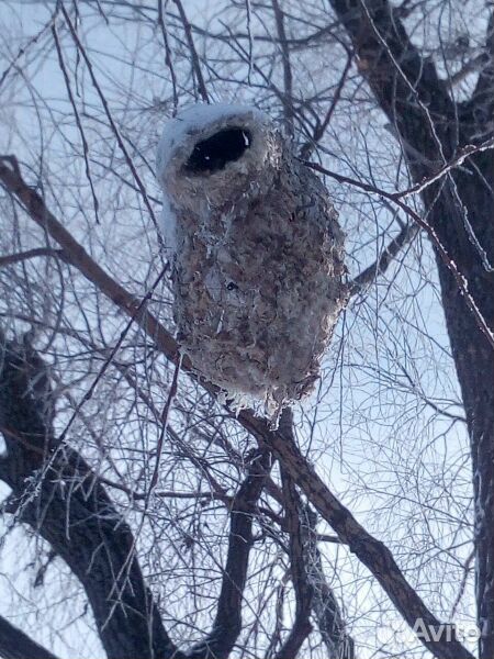 Гнездо ремеса обыкновенного