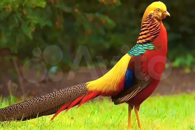 Золотой фазан