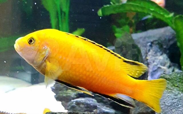 Цихлиды Еллоу