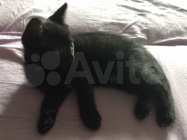Котята в добрые руки котонок